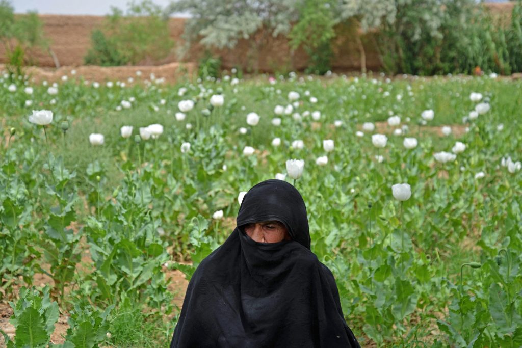 The Opium Ban: The impact on small farmers, sharecroppers and labourers ...