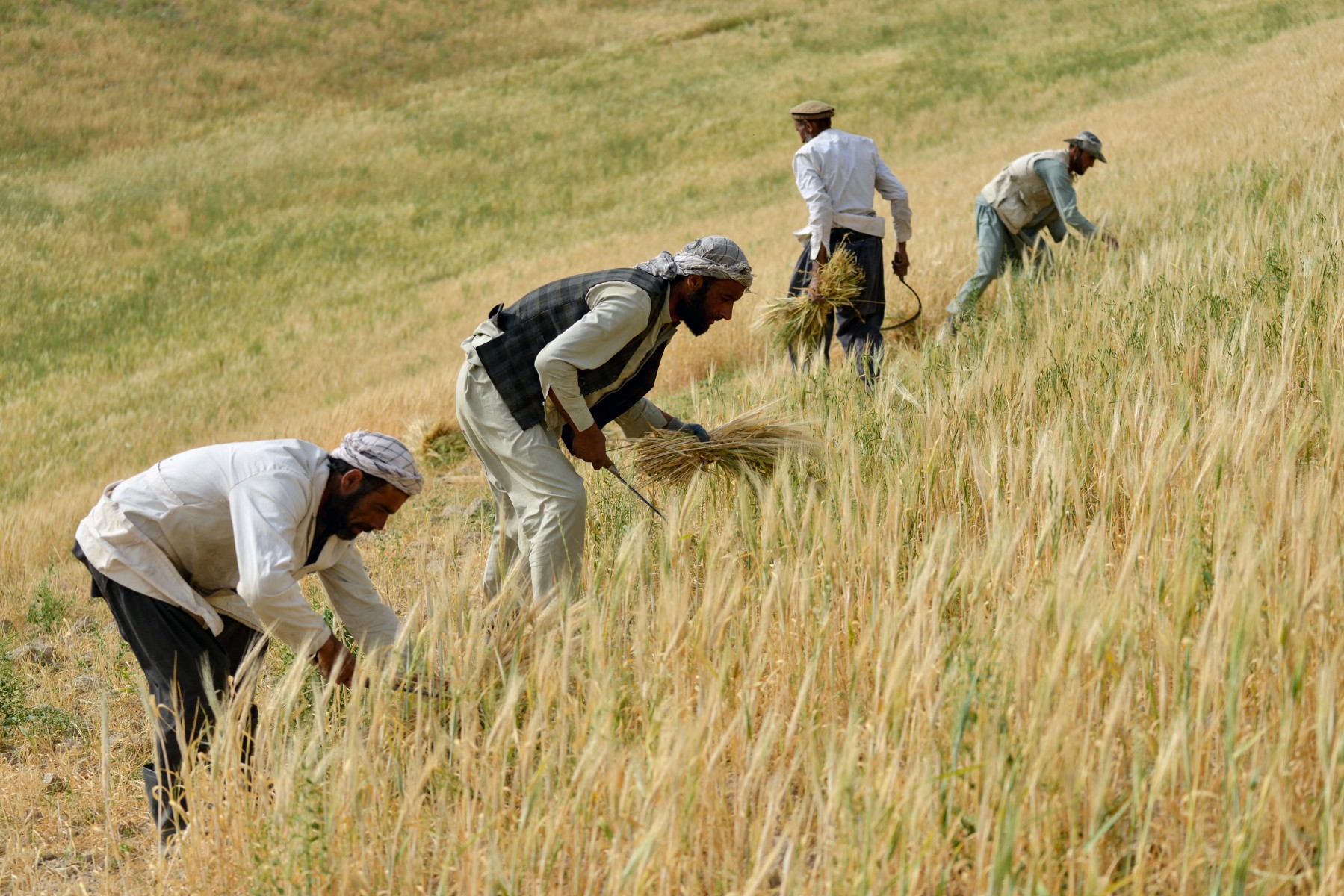 Can Afghanistan Feed Itself? Agriculture, trade and food security under ...